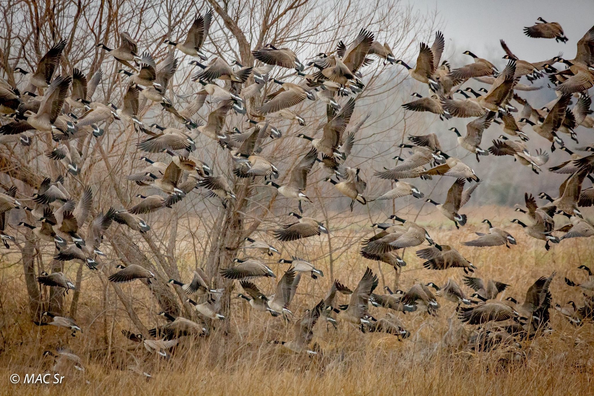 Reader's Photos - American Waterfowler L.L.C.